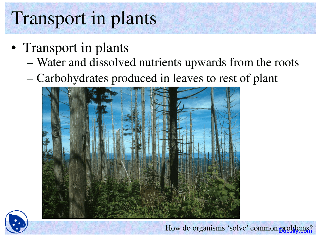Transport in Plants - Principles of Biology - Lecture Slides - Docsity