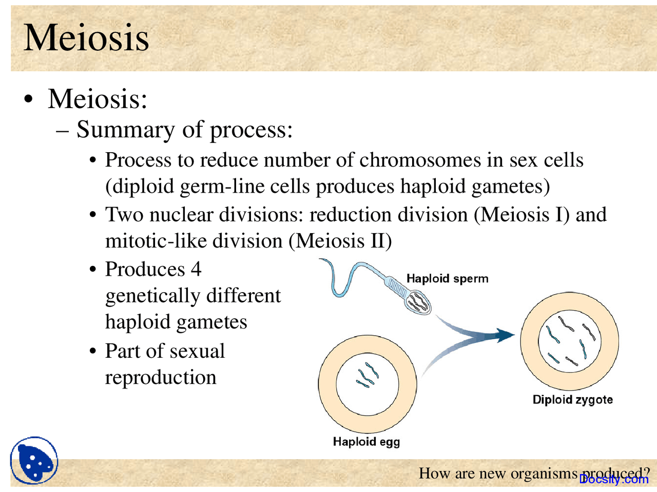 Meiosis Principles Of Biology Lecture Slides Docsity