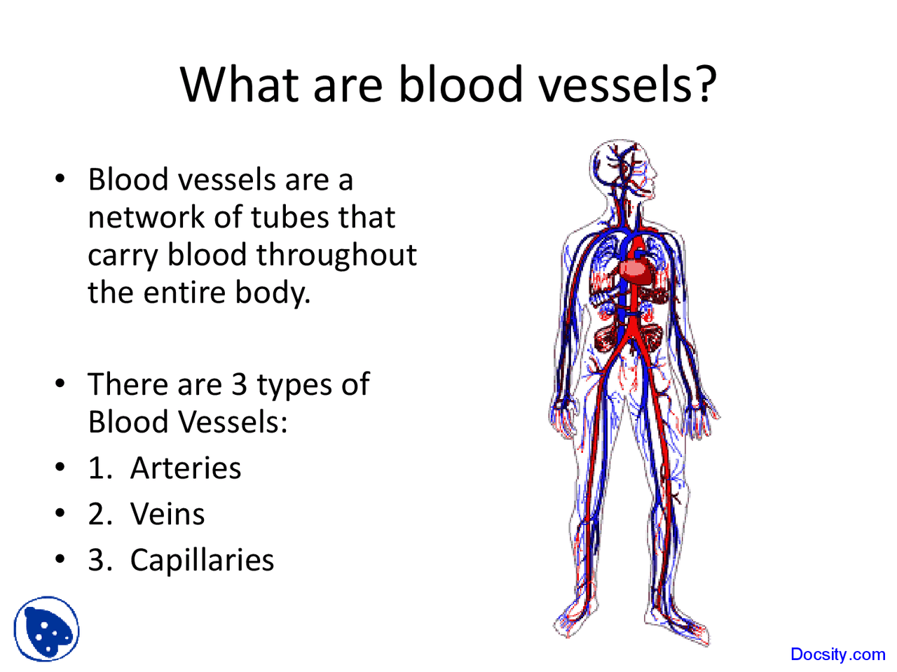 Blood Vessels, Transport - Biology - Lecture Slides - Docsity