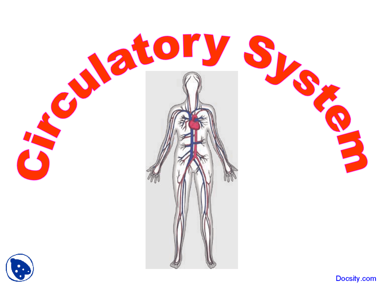 Circulatory System, Transport - Biology - Lecture Slides - Docsity
