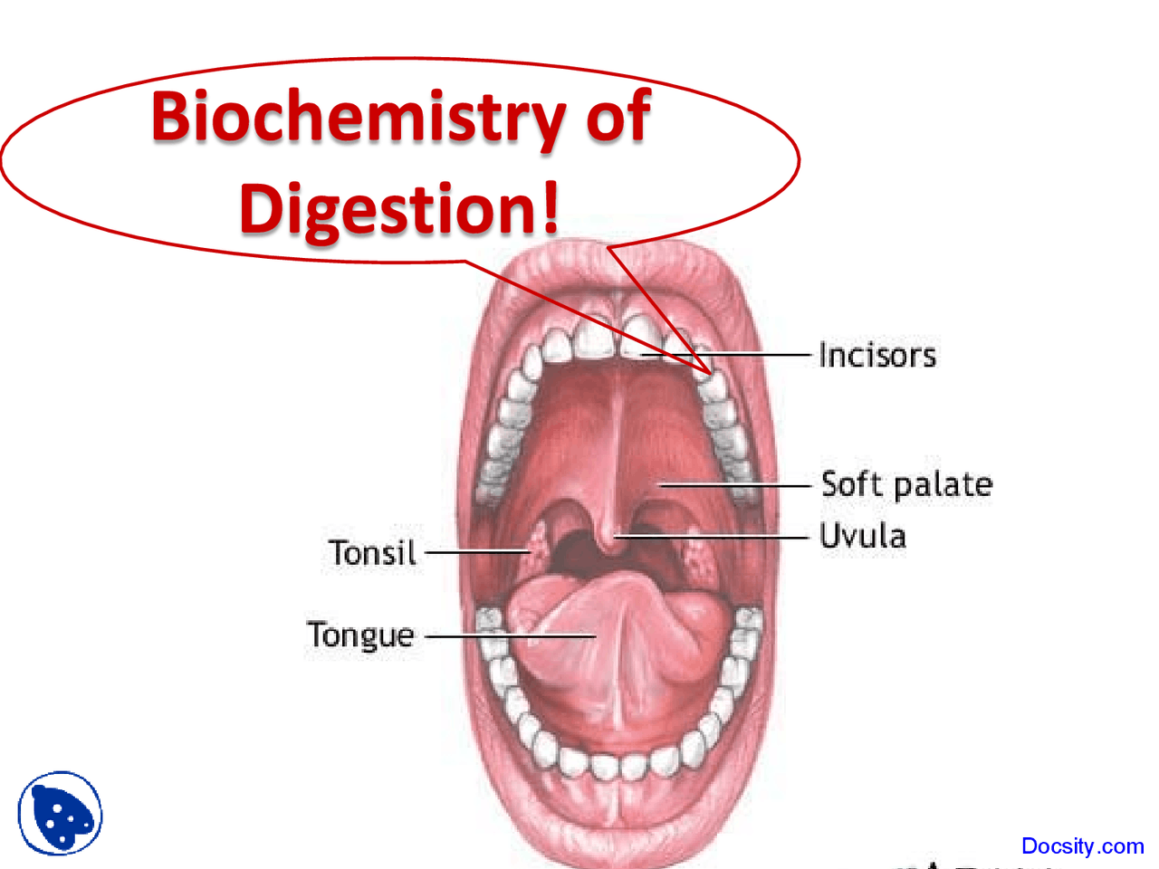 Biochemistry Of Digestion Applied Biology Lecture Slides Slides