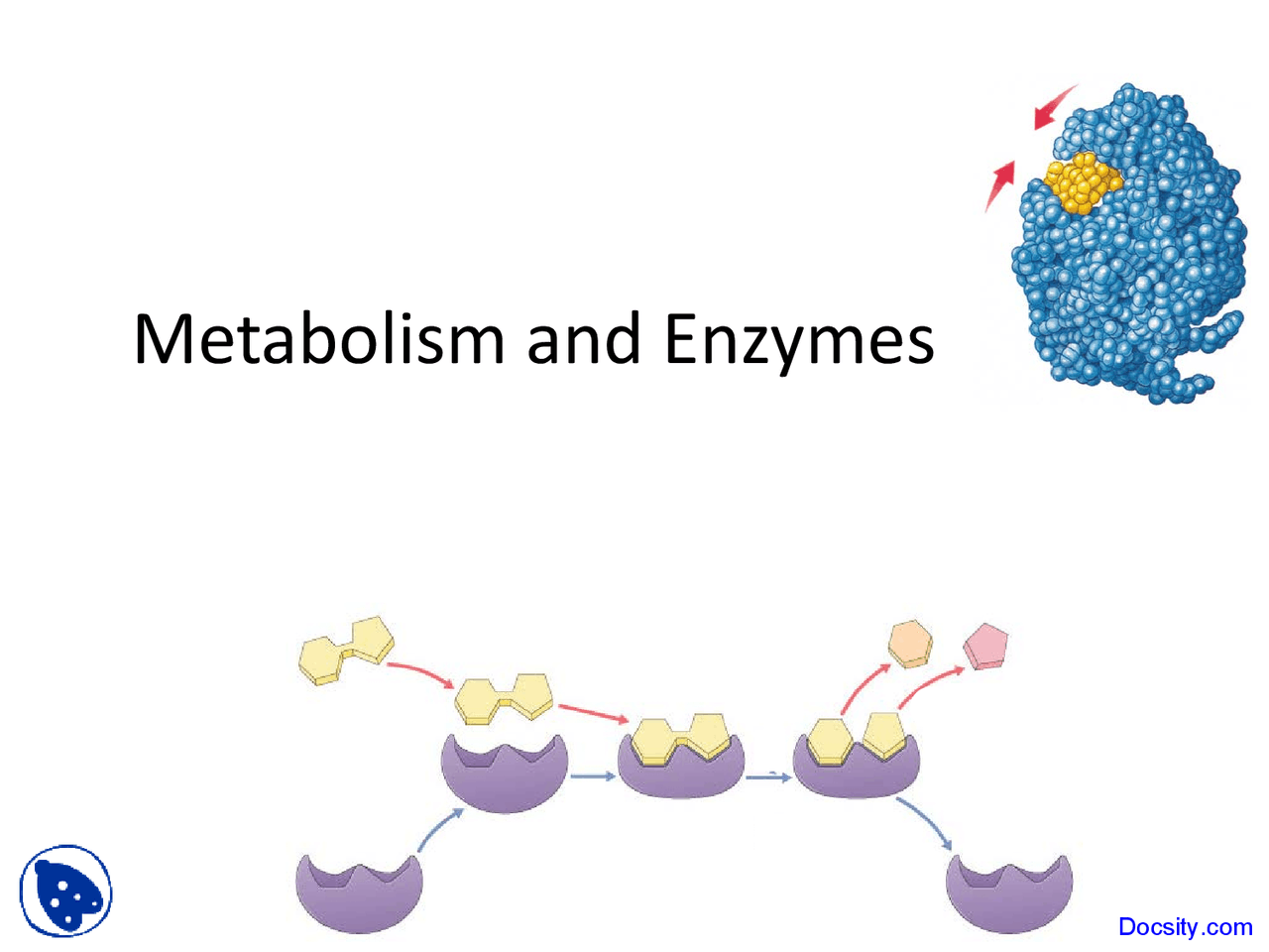 Metabolism And Enzymes Applied Biology Lecture Slides Docsity