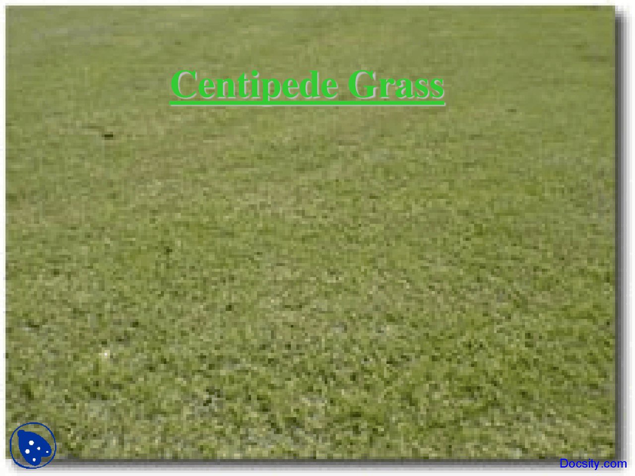 Centipede Grass Lawn Turf Horticulture Lecture Slides Docsity