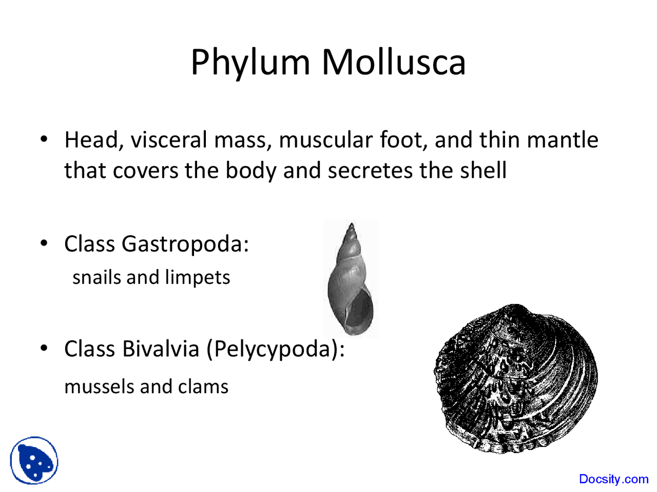 Phylum Mollusca Limnology Lecture Slides Docsity