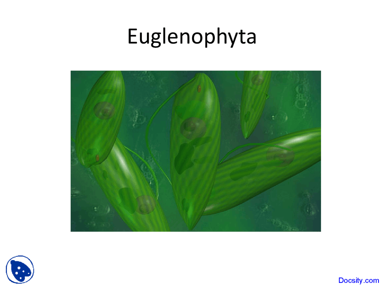 Euglenophyta Limnology Lecture Slides Docsity
