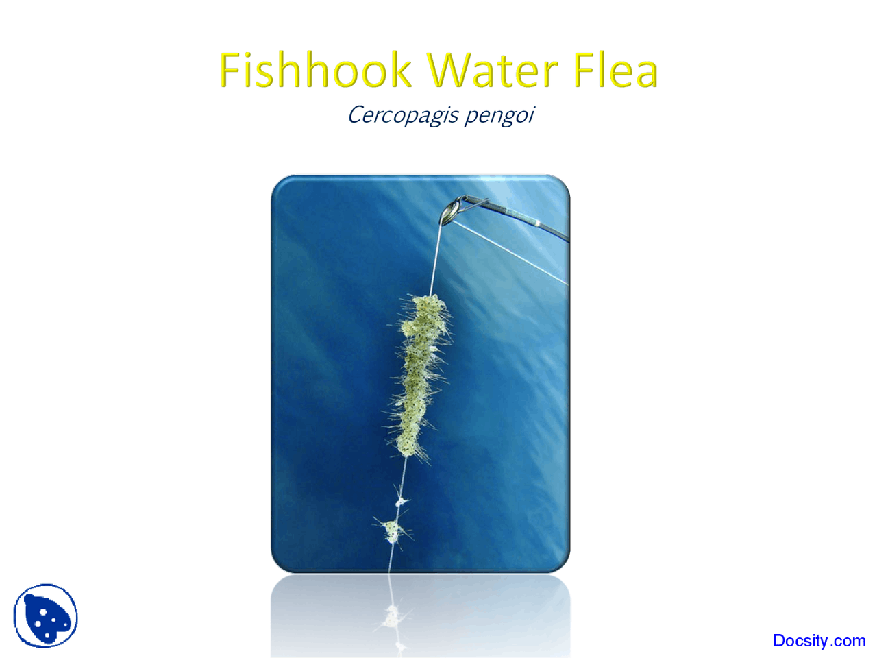 Fishhook Water Flea - Invasive Species - Lecture Slides - Docsity