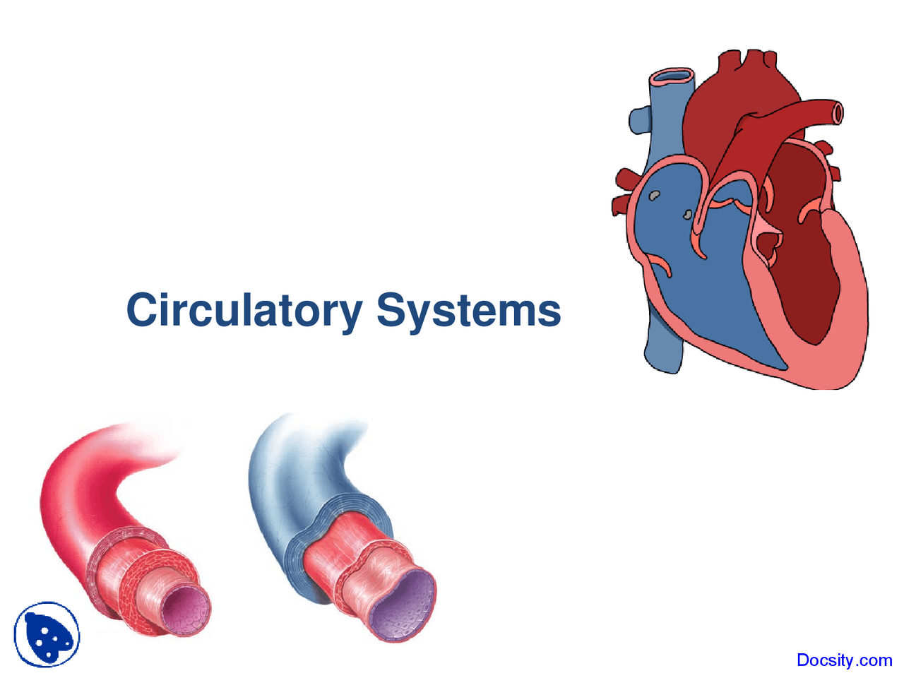 Circulatory Systems Application Of Biology Lecture Slides Docsity