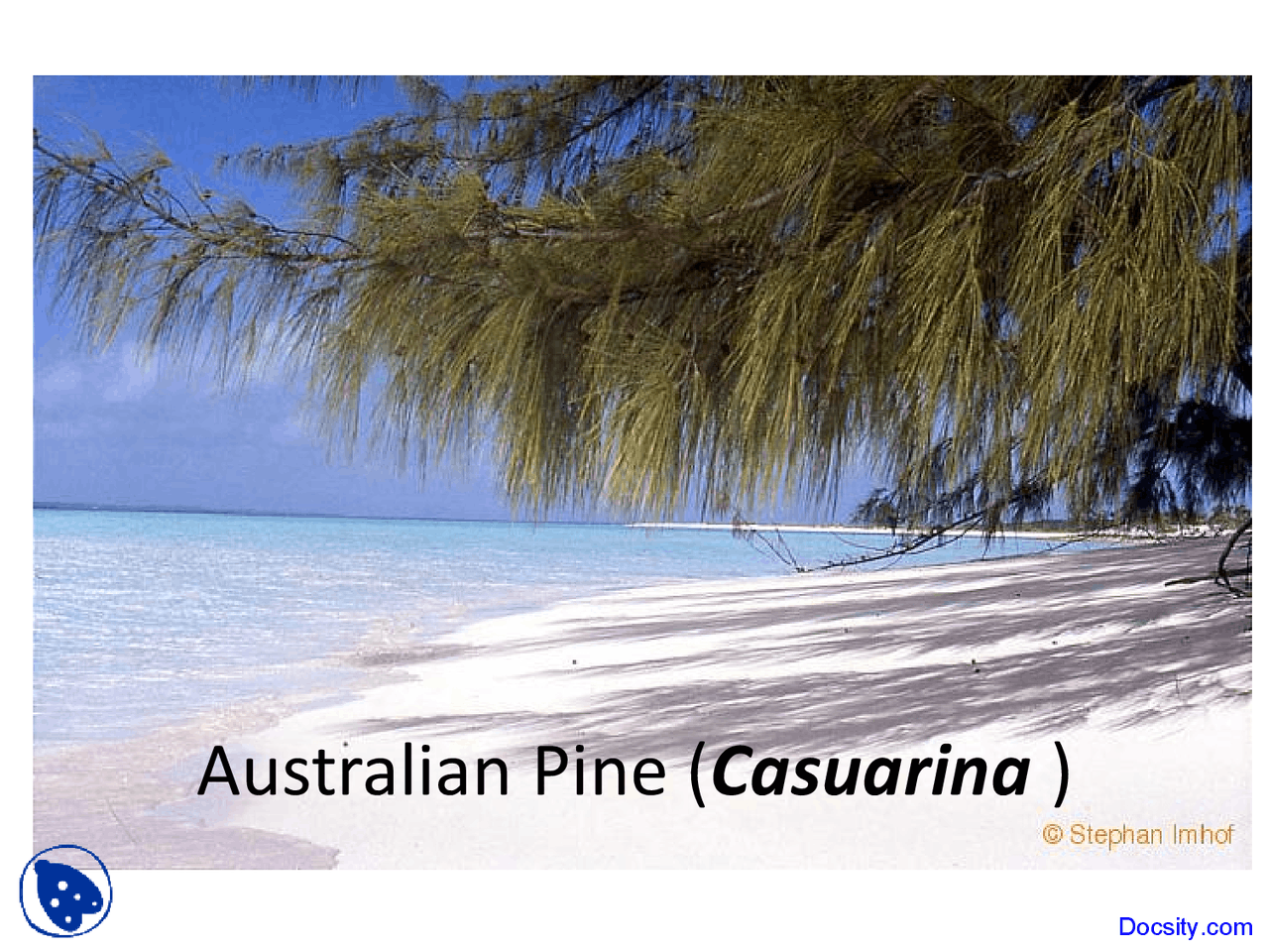 Australian Pine Wetlands Lecture Slides Docsity