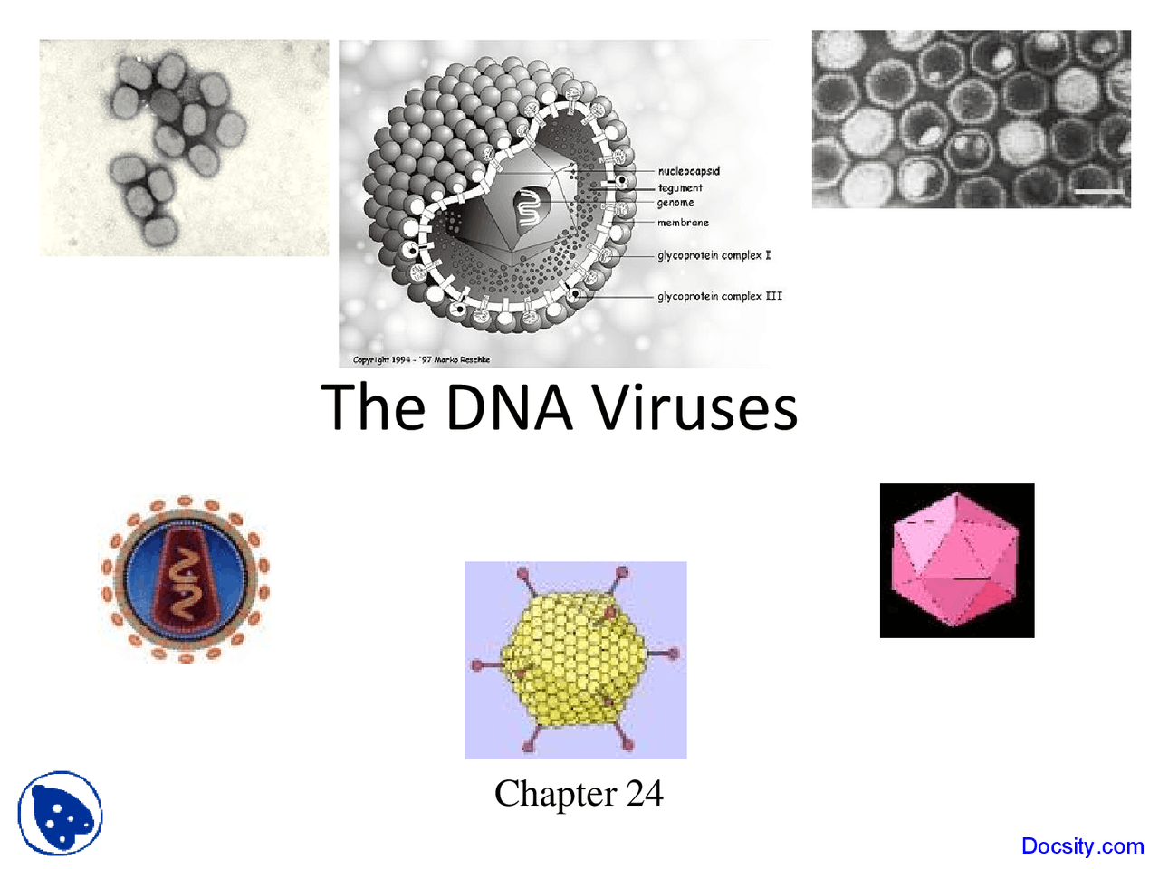 Dna Viruses Microbiology Lecture Slides Docsity