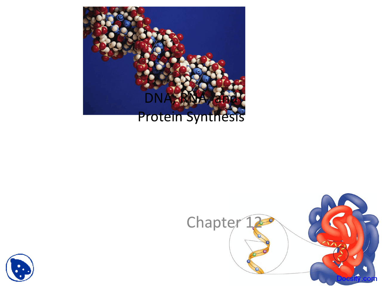 Protein Synthesis - Application of Biology - Lecture Slides - Docsity