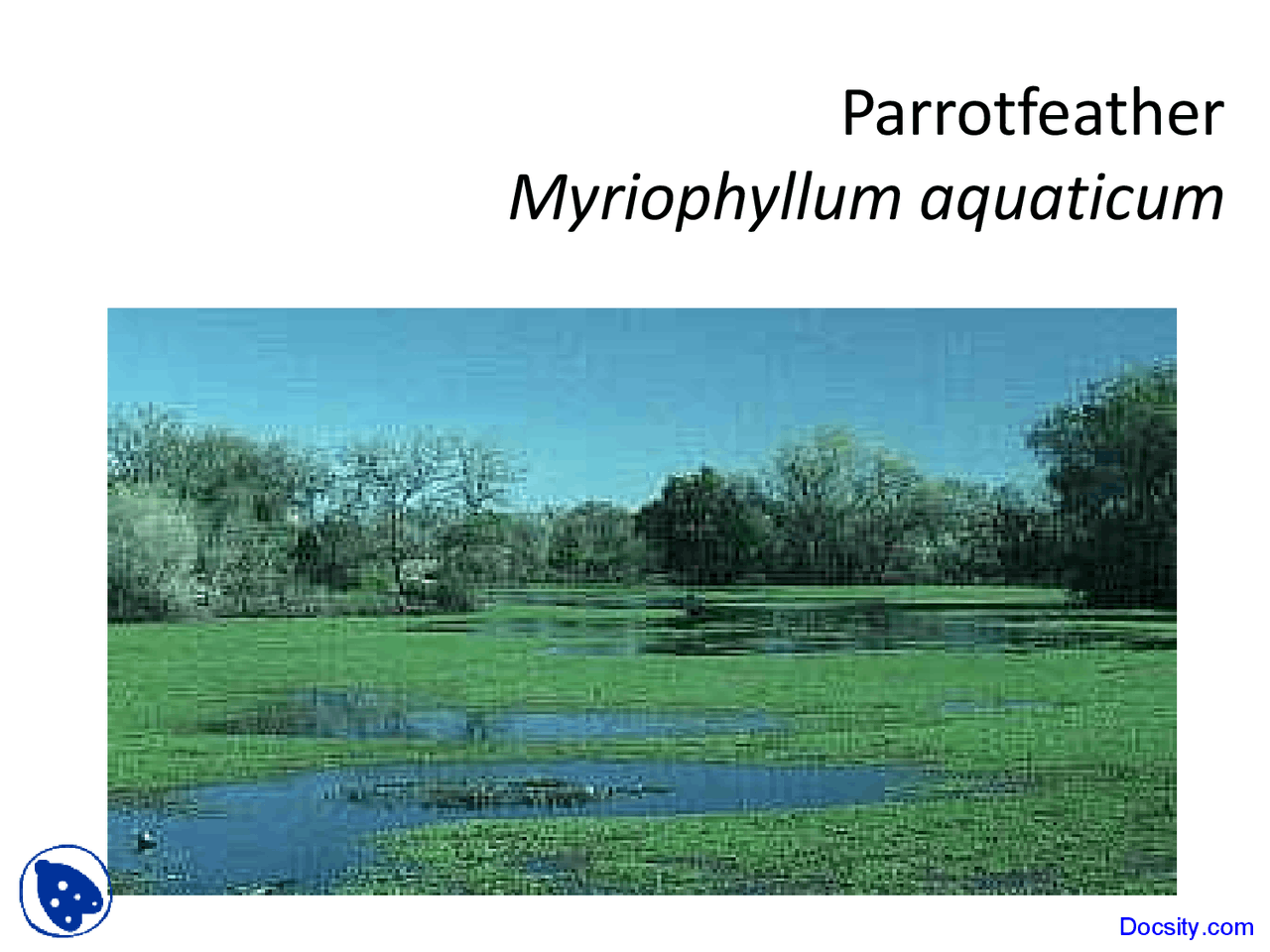 Myriophyllum Aquaticum Wetland And Riparian Ecology Lecture Slides