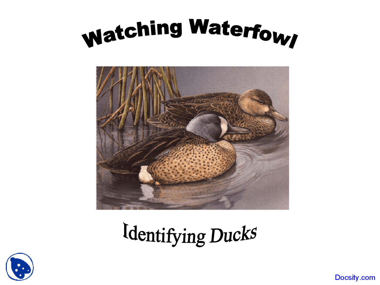 Watching Waterfowl Wetland And Riparian Ecology Lecture Slides