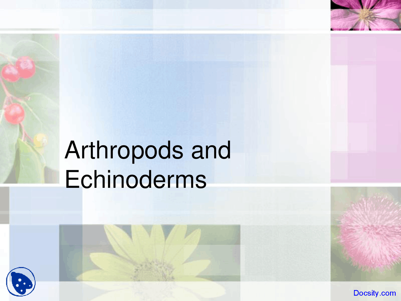 Arthropods And Echinoderms Application Of Biology Lecture Slides