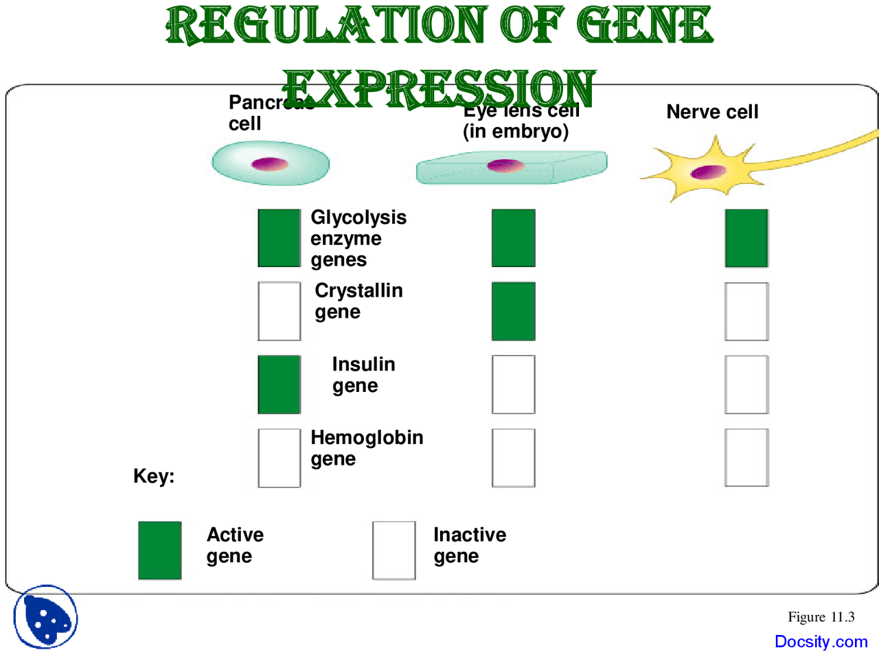 Regulation Of Gene Expression Todays Biology Lecture Slides Docsity