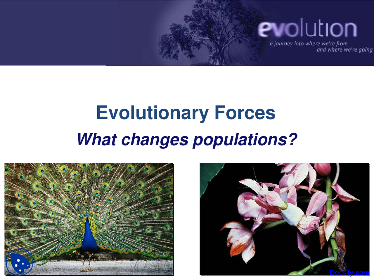 Evolutionary Forces - Application of Biology - Lecture Slides - Docsity