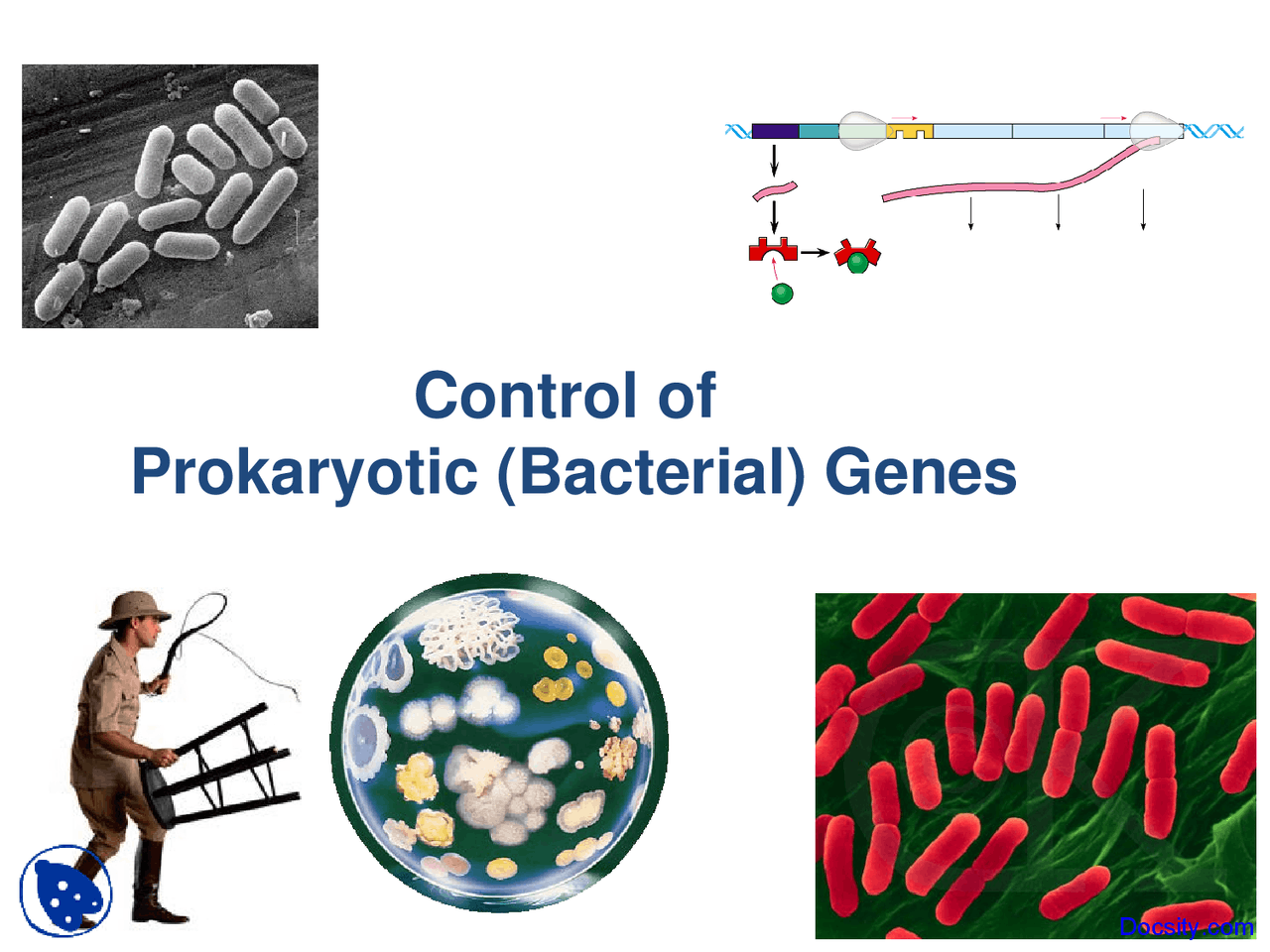 Control Of Prokaryotic Application Of Biology Lecture Slides Docsity