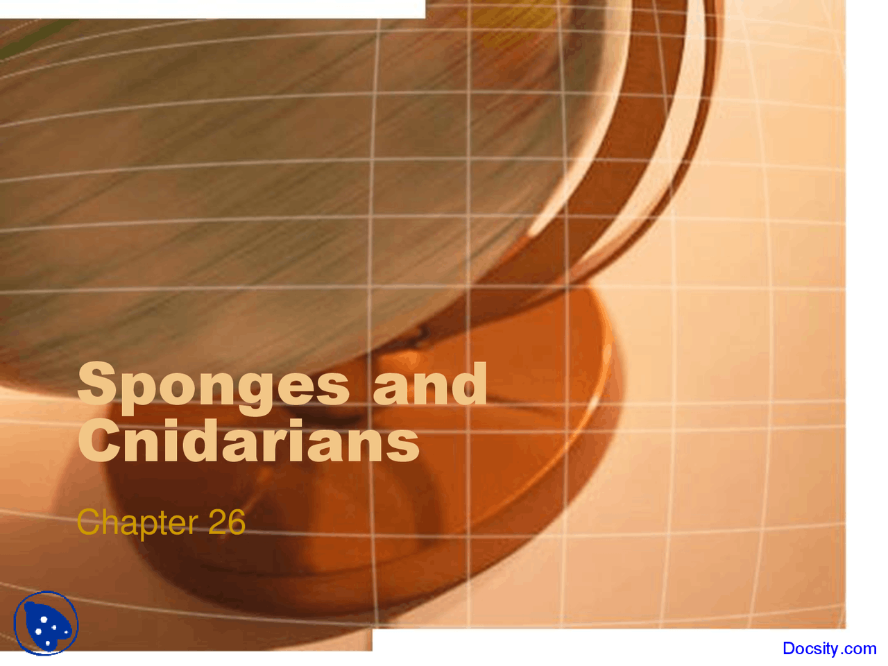 Sponges And Cnidarians Application Of Biology Lecture Slides Docsity