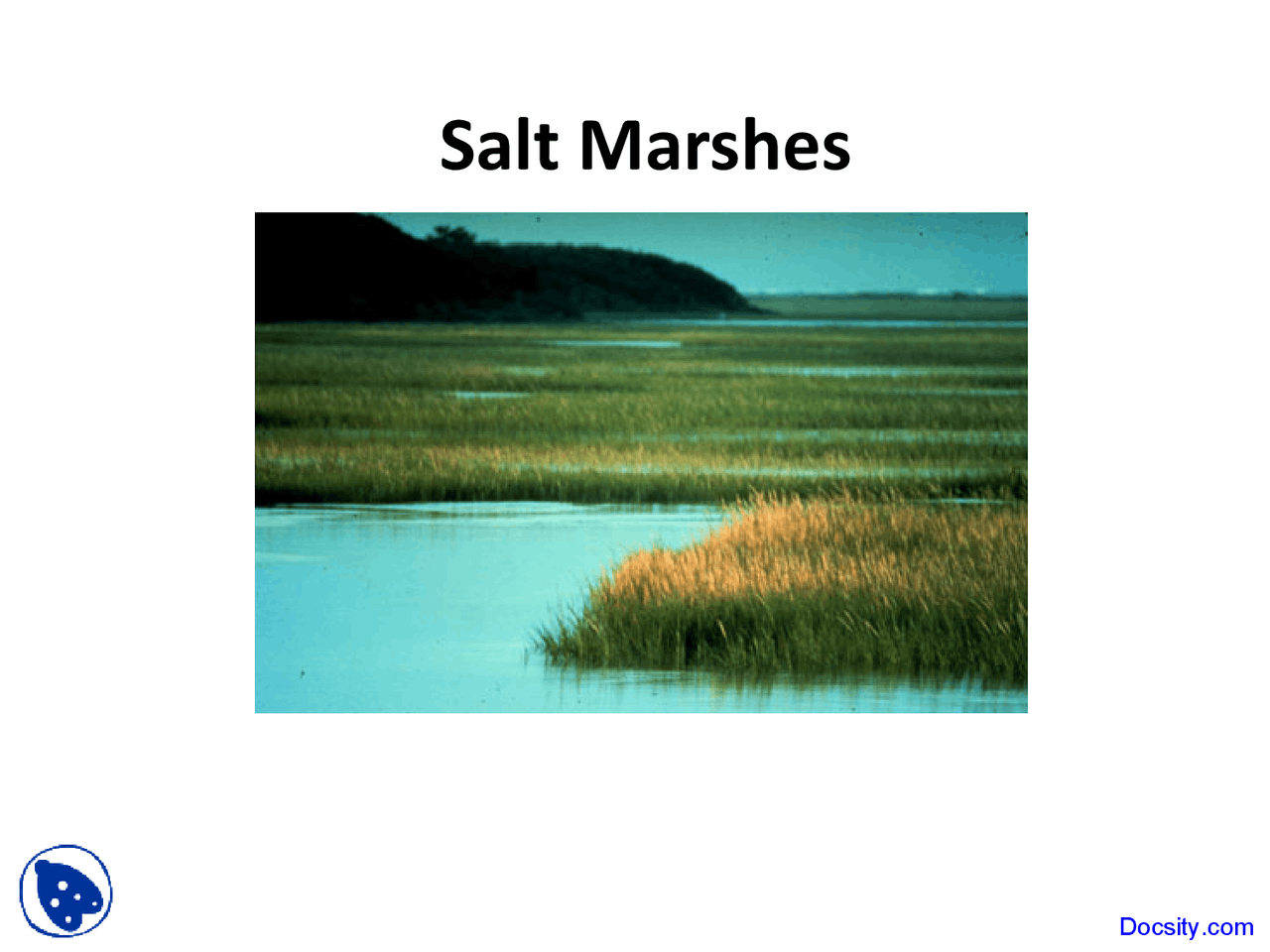 Salt Marshes Wetland And Riparian Ecology Lecture Slides Docsity