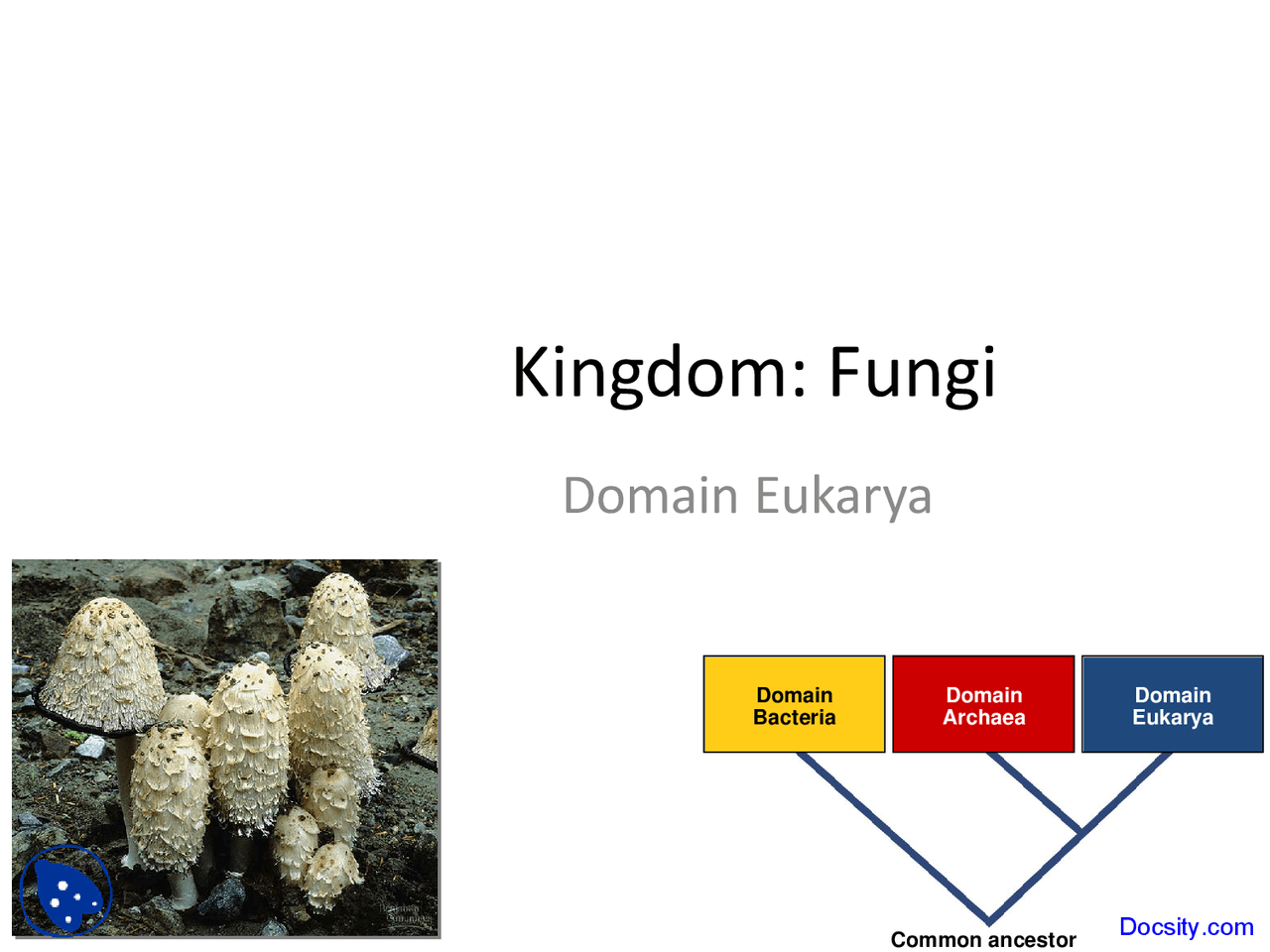 Kingdom Fungi Application Of Biology Lecture Slides Docsity