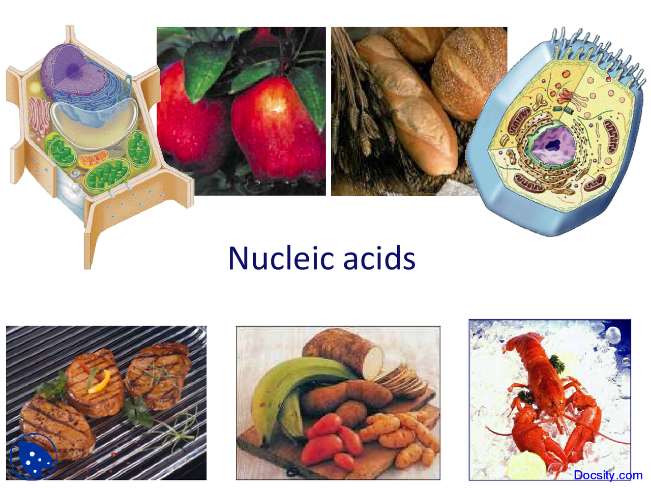 Nucleic Acids Application Of Biology Lecture Slides Docsity