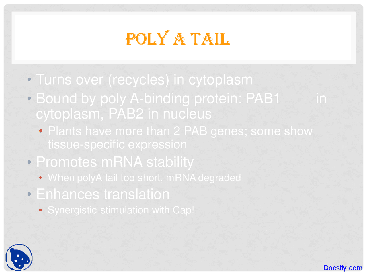Poly Tail - Plant Molecular Biology - Lecture Slides - Docsity