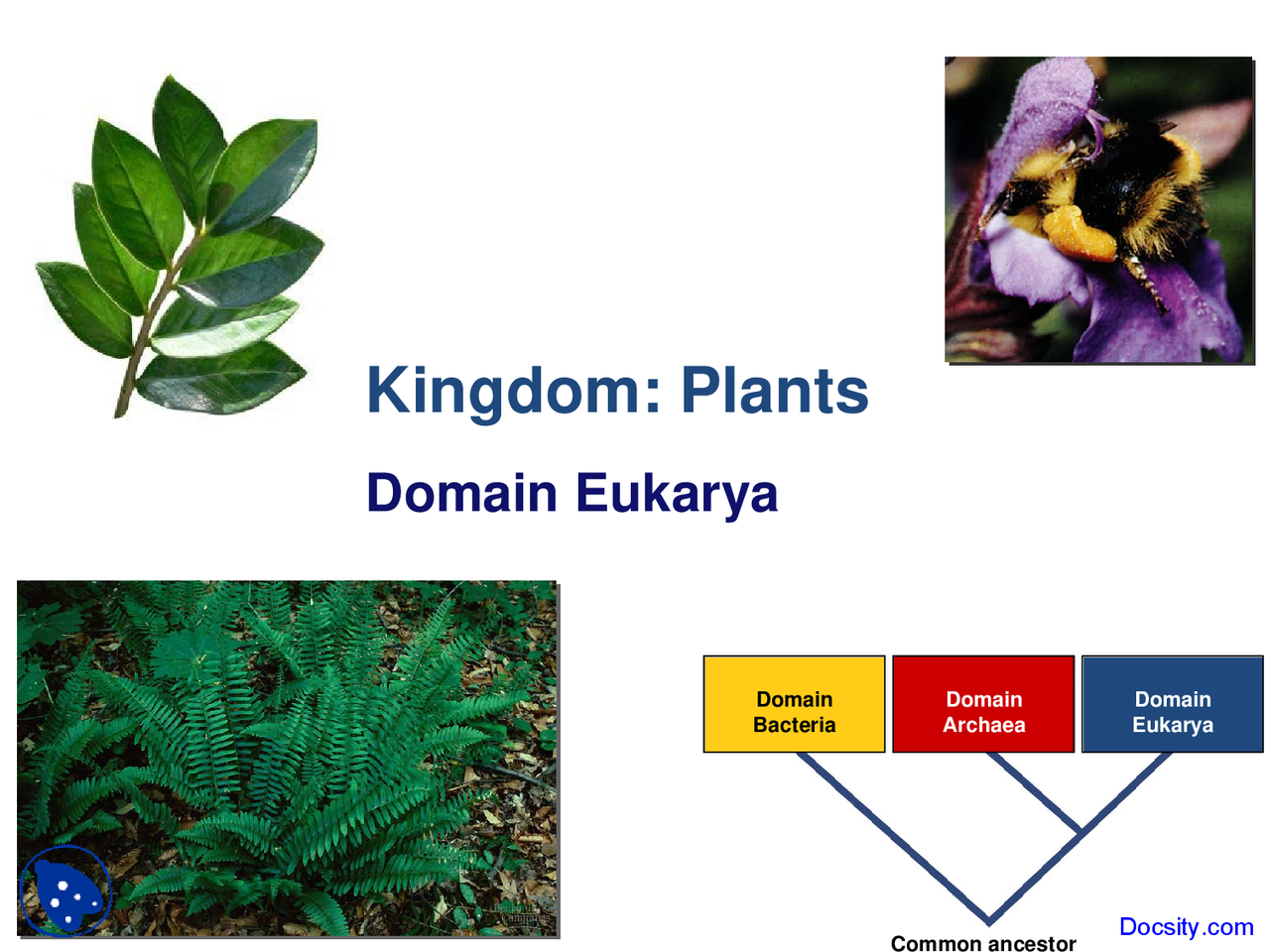 Kingdom Plants - Application of Biology - Lecture Slides - Docsity