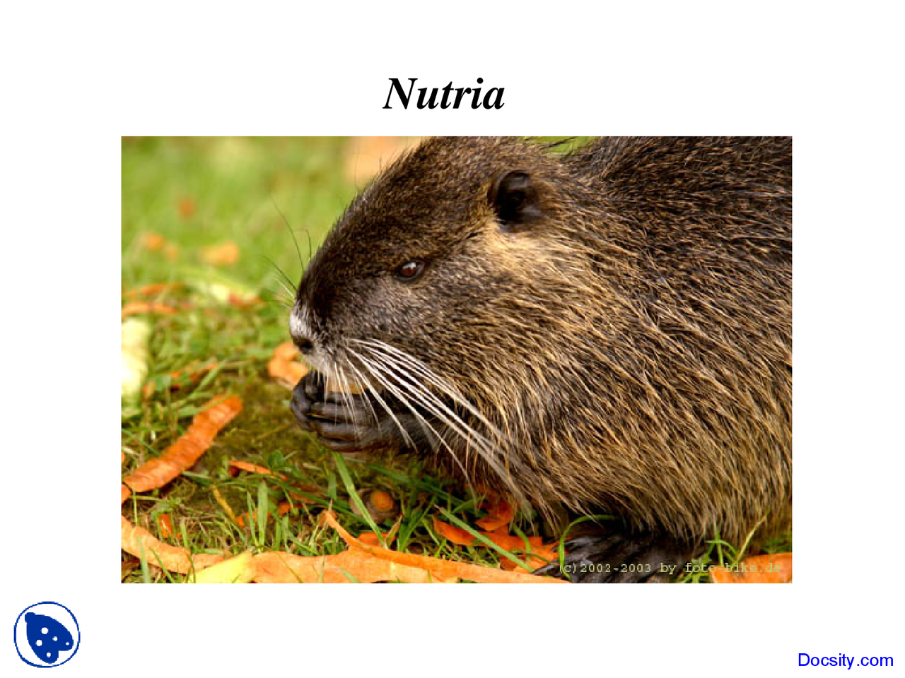 Nutria Wetland And Riparian Ecology Lecture Slides Docsity