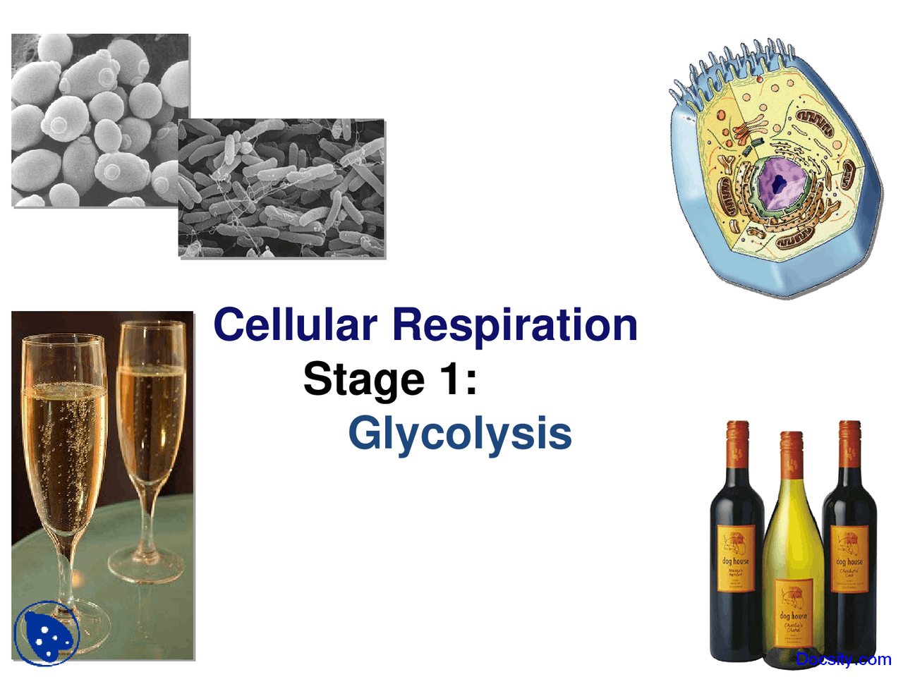 Glycolysis Application Of Biology Lecture Slides Docsity