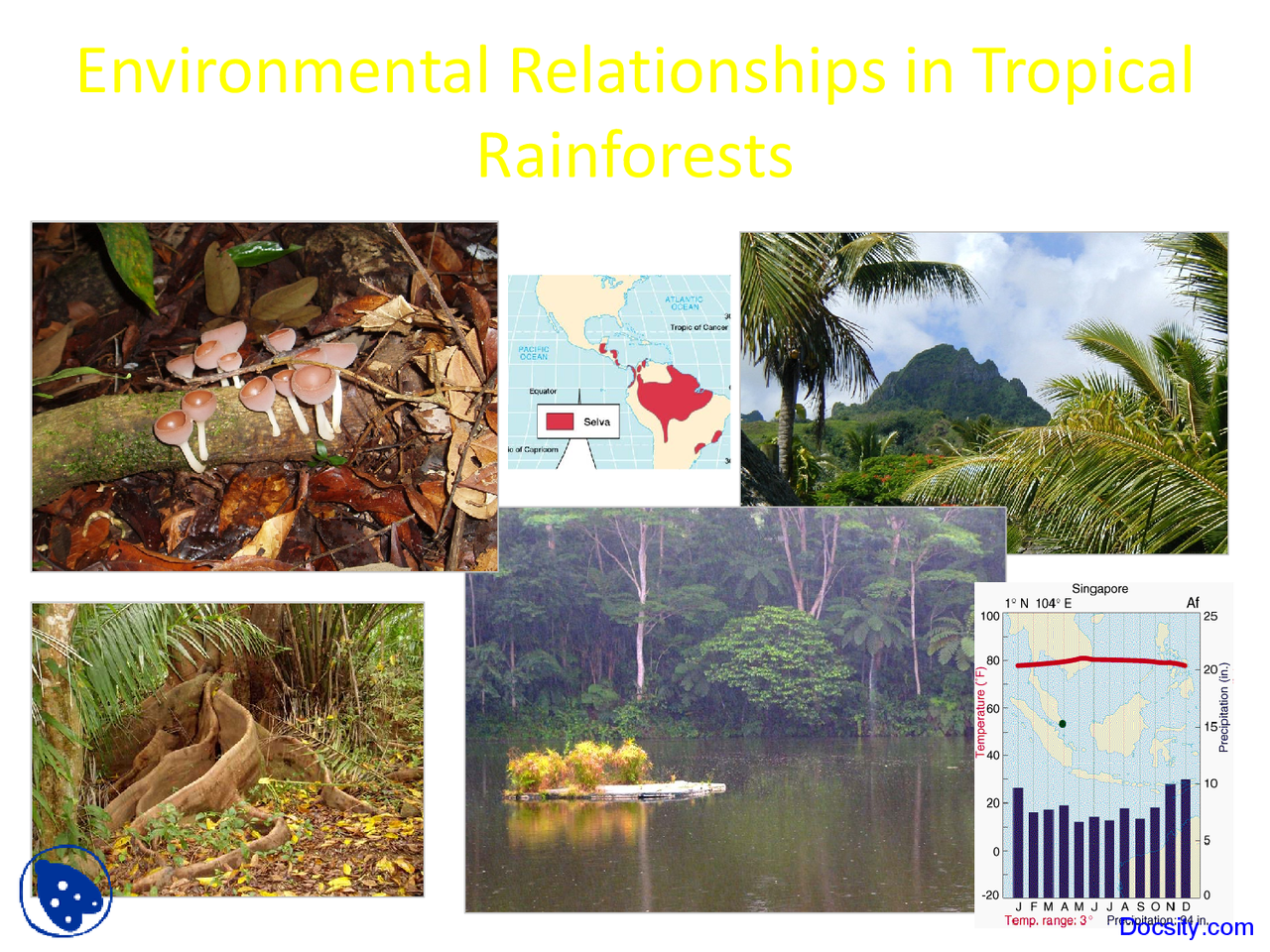 Tropical Rainforest Physical Geography Lecture Slides Docsity