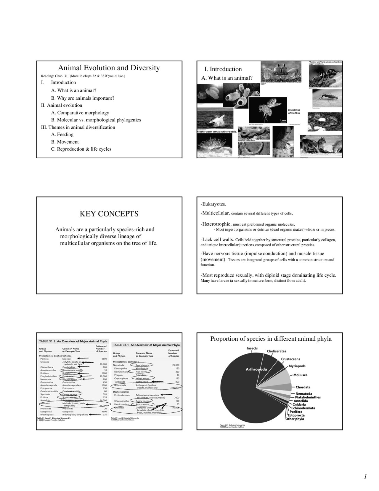 Animal Evolution and Diversity - Evolution, Ecology and Biodiversity ...