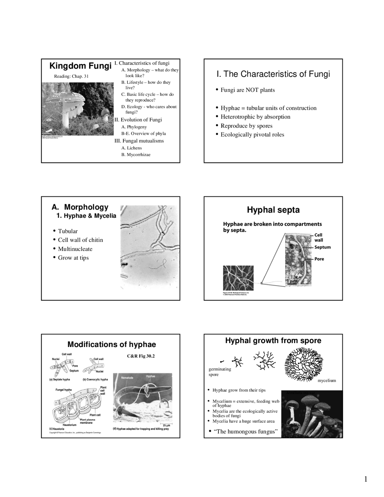 Kingdom Fungi Evolution Ecology And Biodiversity Lecture Slides