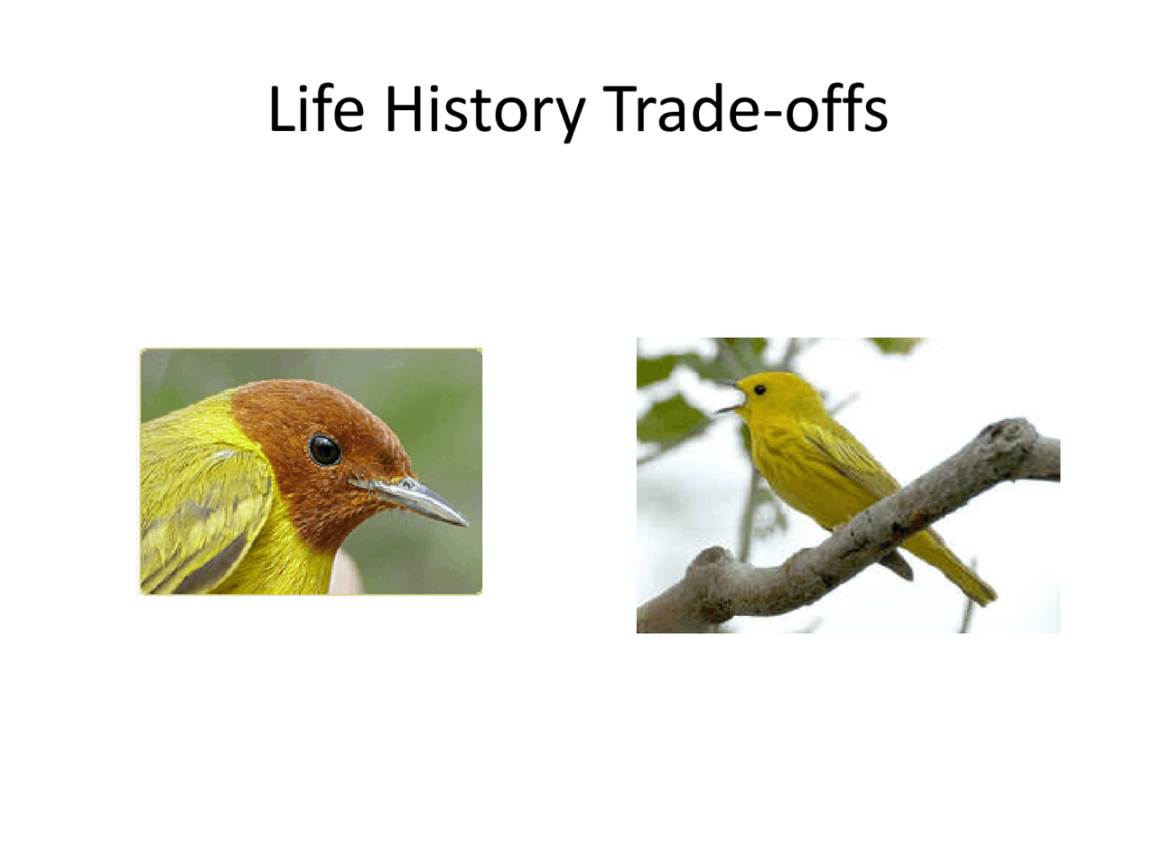 Life History Trade offs - Evolution, Ecology and Biodiversity - Lecture ...