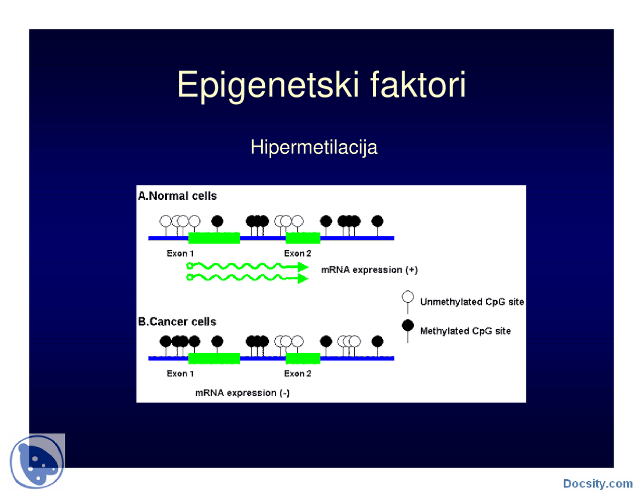 Molekularna genetika-Molekularna Osnova Malignih Bolesti Part3-slajdovi | Slajdovi' predlog ...