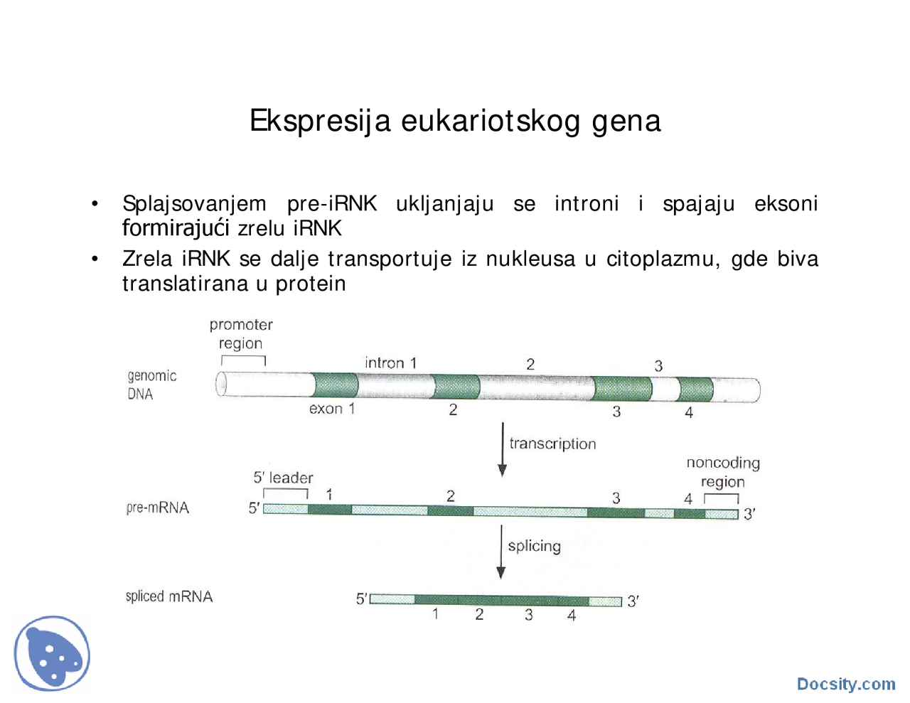 Molekularna genetika-Šta treba znati 20072008 Part2-slajdovi | Slajdovi' predlog Genetika - Docsity