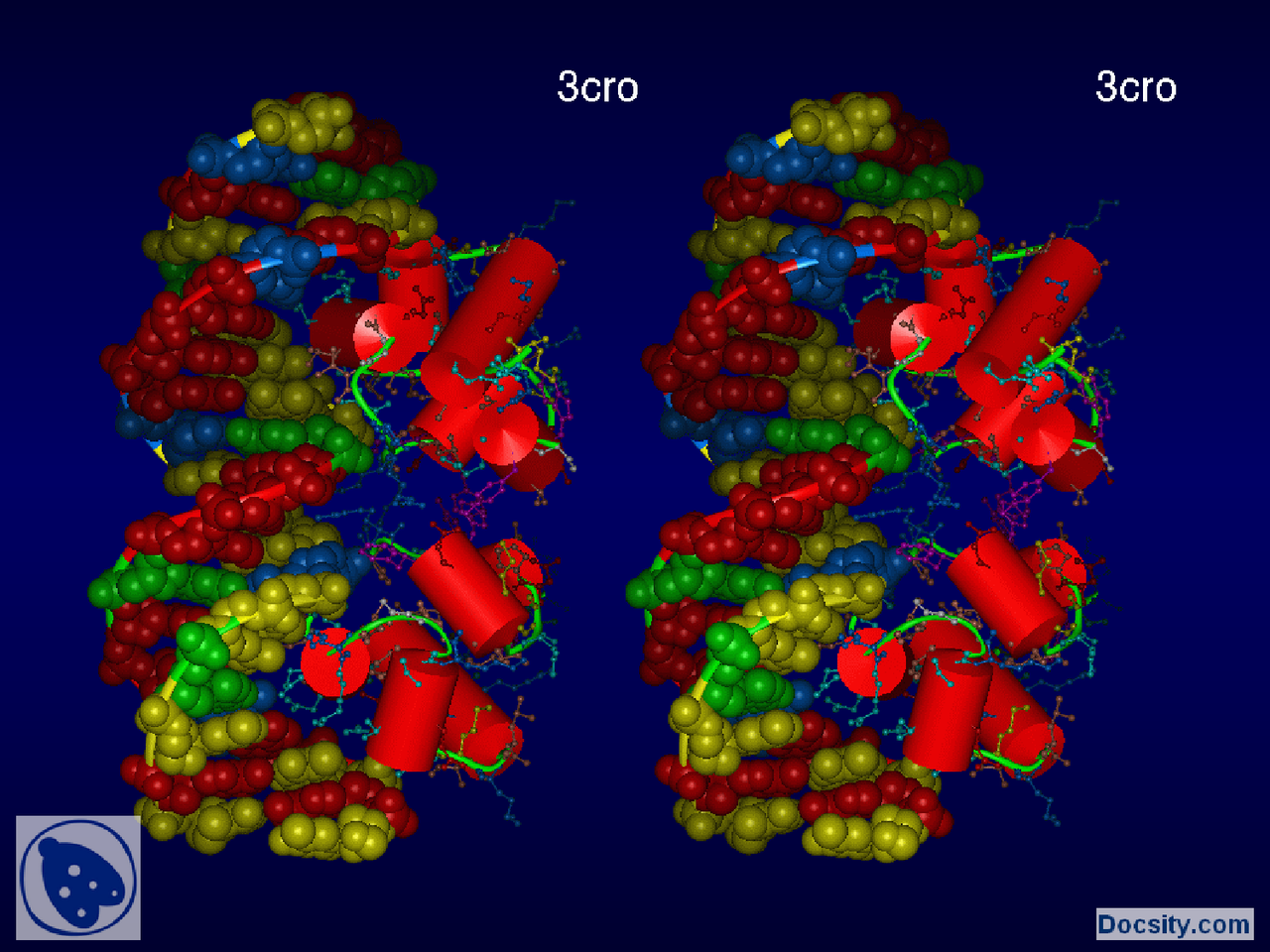 Molekularna genetika-Regulacija Genske Ekspresije Eukarioti 2 Part2-slajdovi | Slajdovi' predlog ...