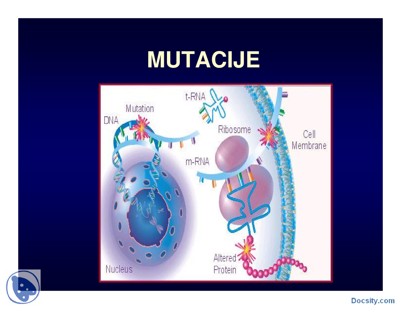 Molekularna genetika-Mutacije Part1-slajdovi | Slajdovi' predlog Genetika - Docsity