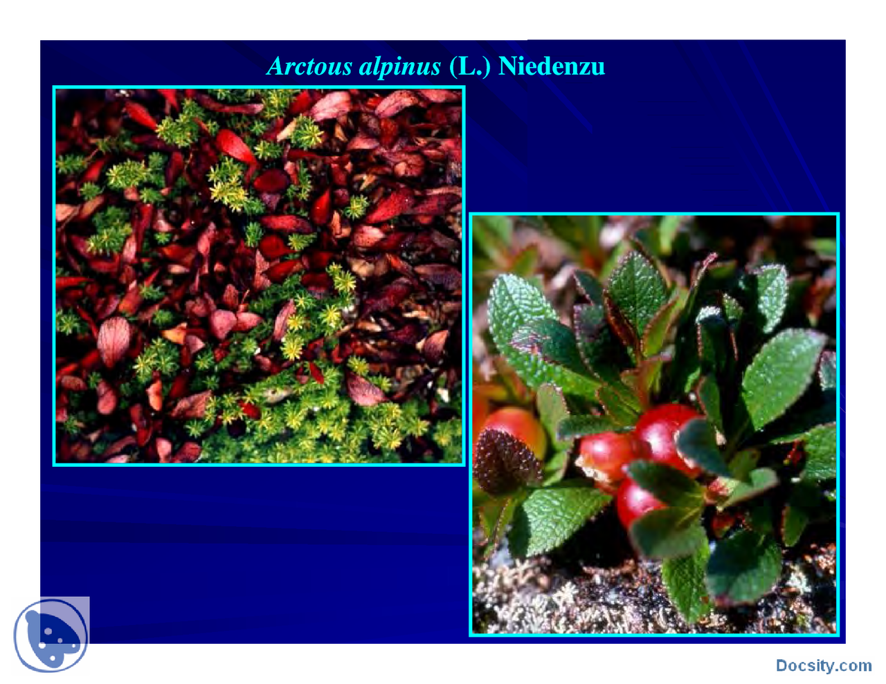 Istorija areala-relikti Part2-slajdovi-Ekologija | Slajdovi' predlog ...