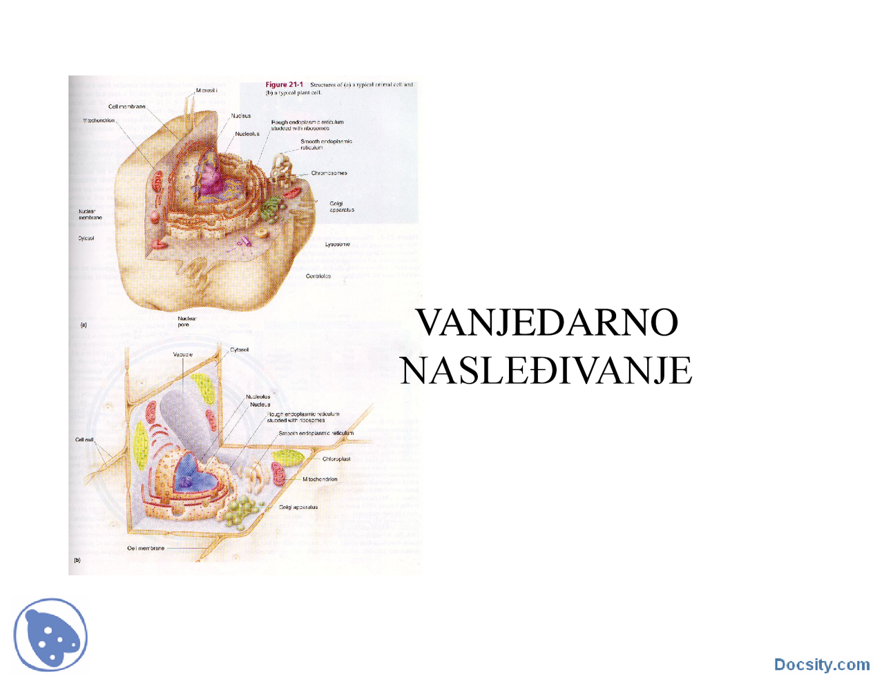 Vanjedarno Nasledjivanje Slajdovi Principi Genetike Slajdovi Predlog