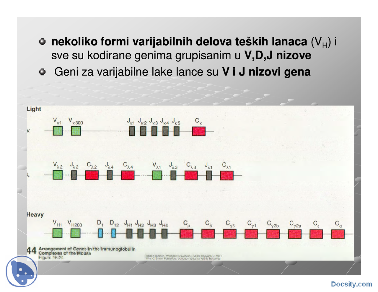Osnove Imunogenetike Slajdovi Principi Genetike Part2 Slajdovi