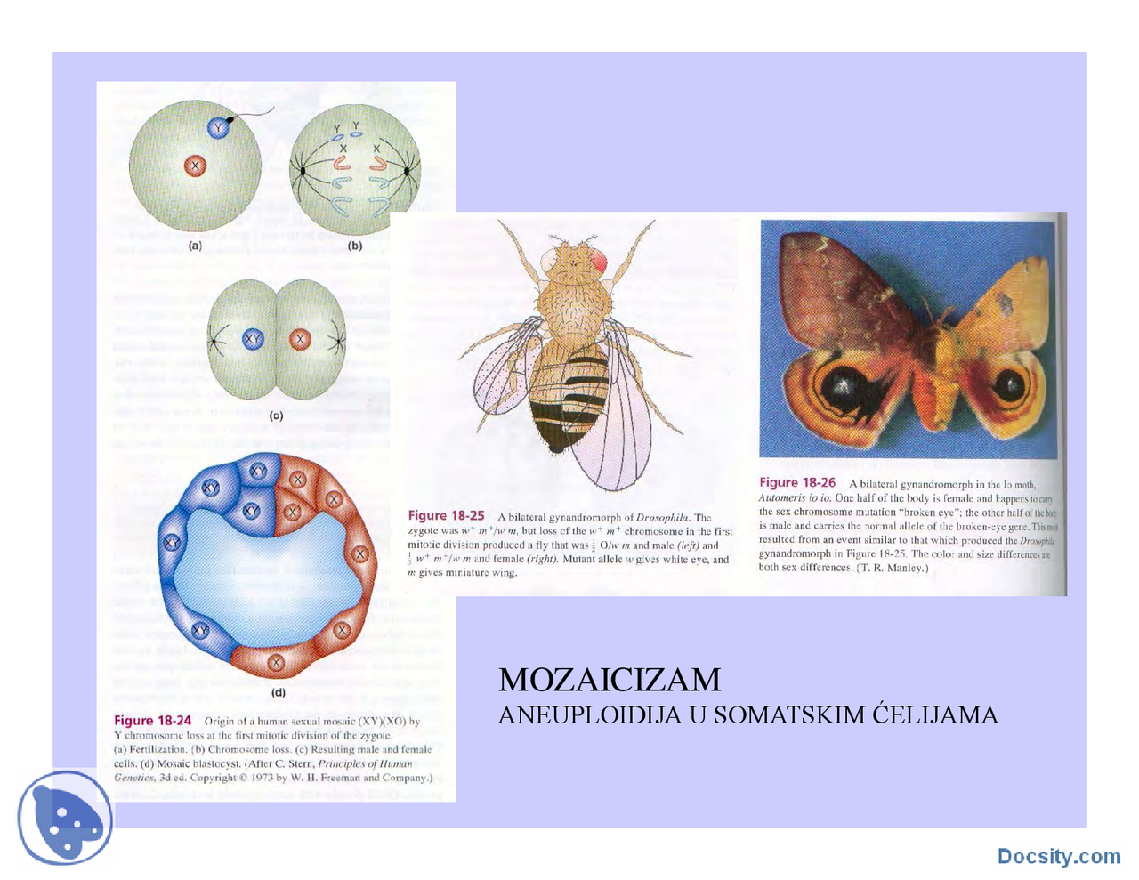 Citogenetika Slajdovi Principi Genetike Part2 Slajdovi Predlog