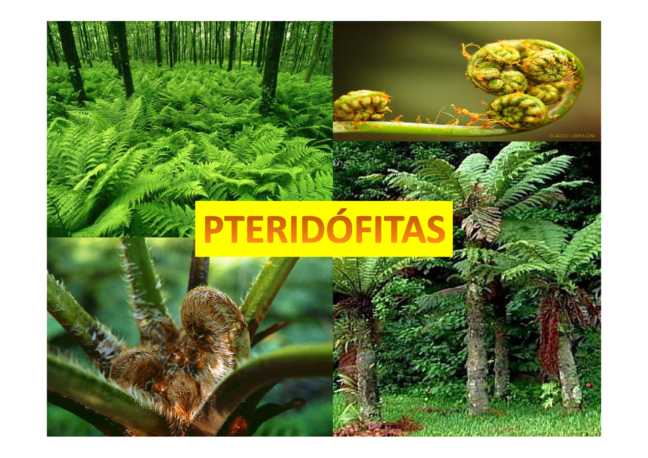 Pteridófitas - Apostililas - Biologia e Geologia Parte1 - Docsity
