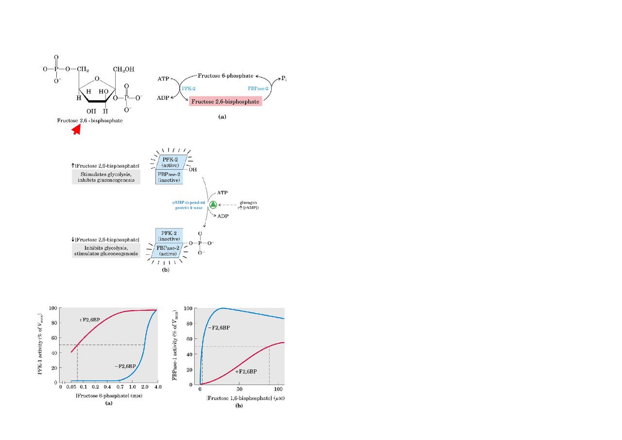 F26BP na Glicólise - Apostilas - Bioquímica | Notas de estudo ...