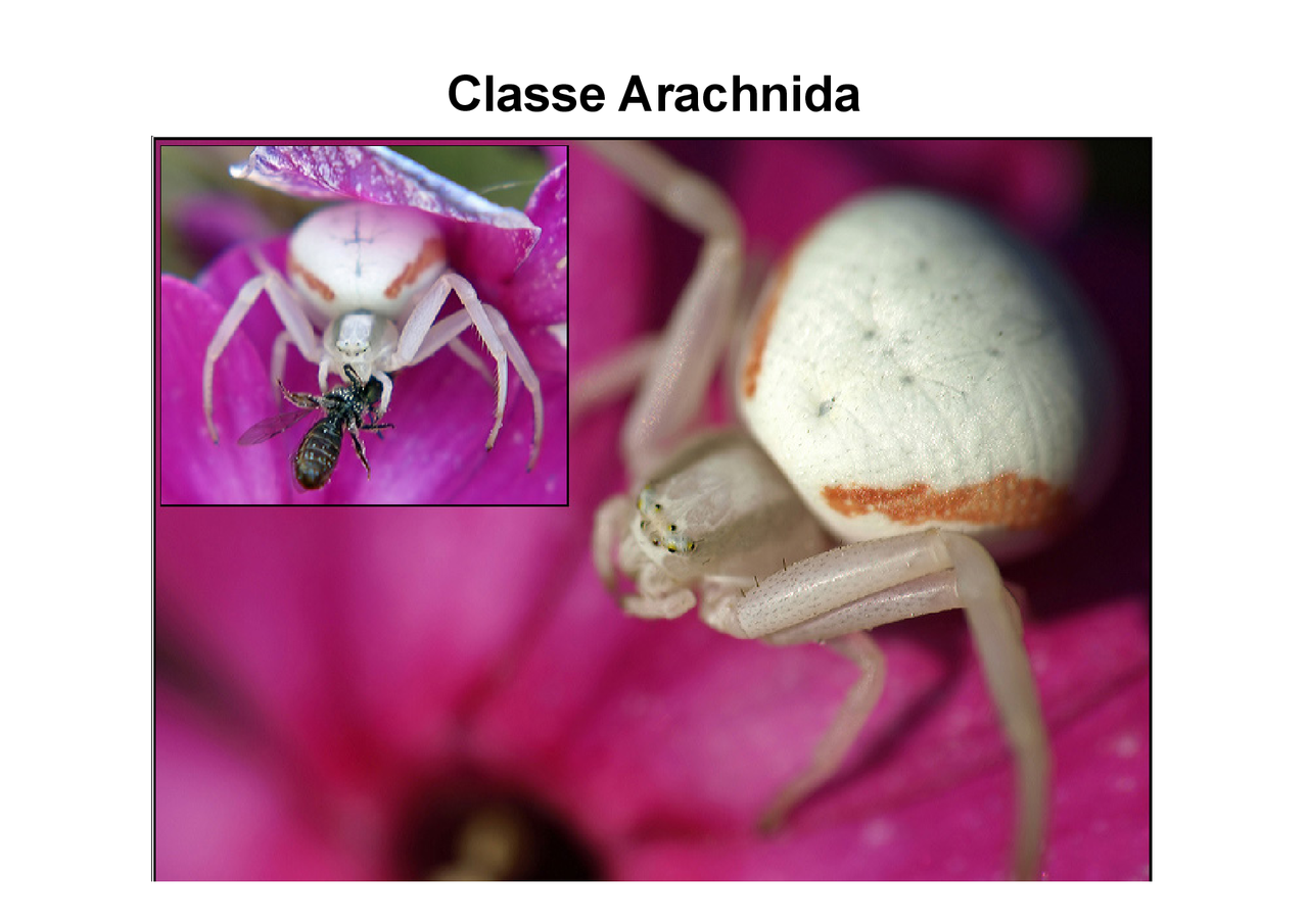 Arachnida II - Apostilas - Ciências da Natureza Parte1 - Docsity