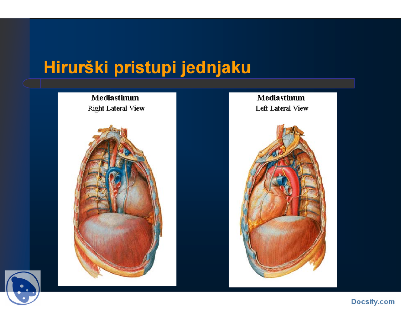 Hirurska anatomija jednjaka i supstituenata jednjaka-Slajdovi-Anatomija ...