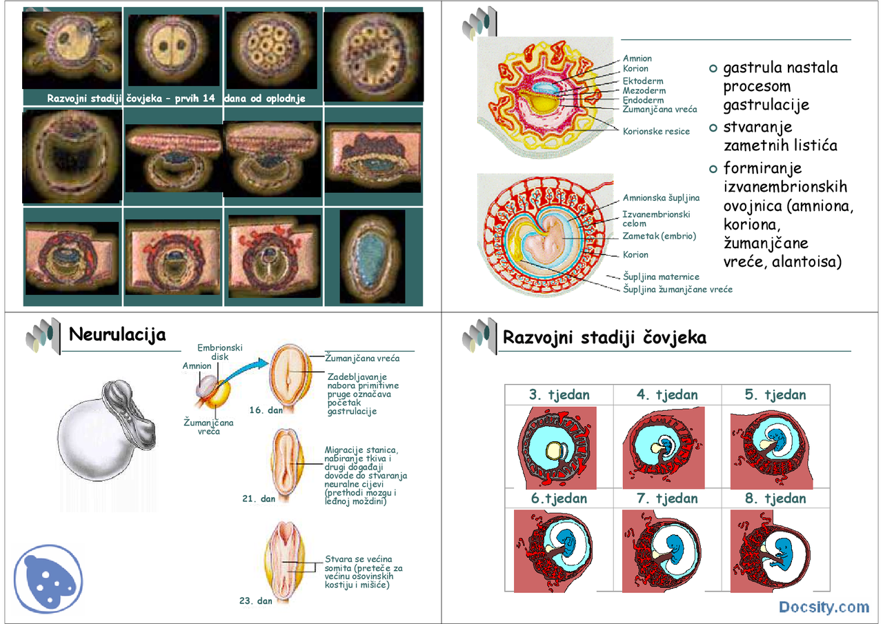 Spolni sustav i embrionalni razvitak-Slajdovi-Biologija 2-Biologija PMF ...