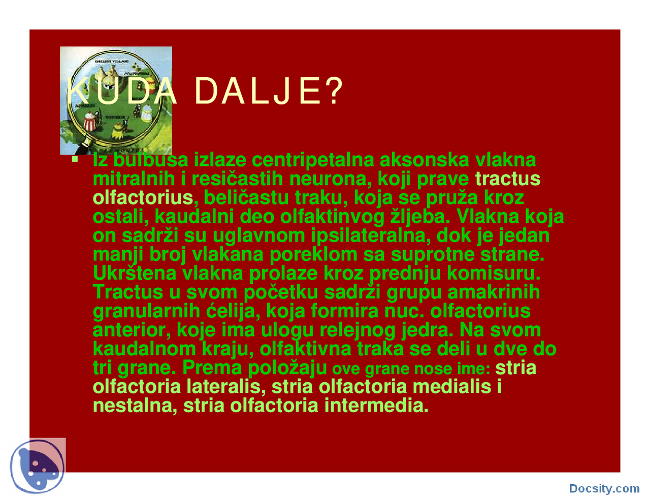Limbicki sistem-Slajdovi-Anatomija-Medicina 4 | Slajdovi' predlog ...