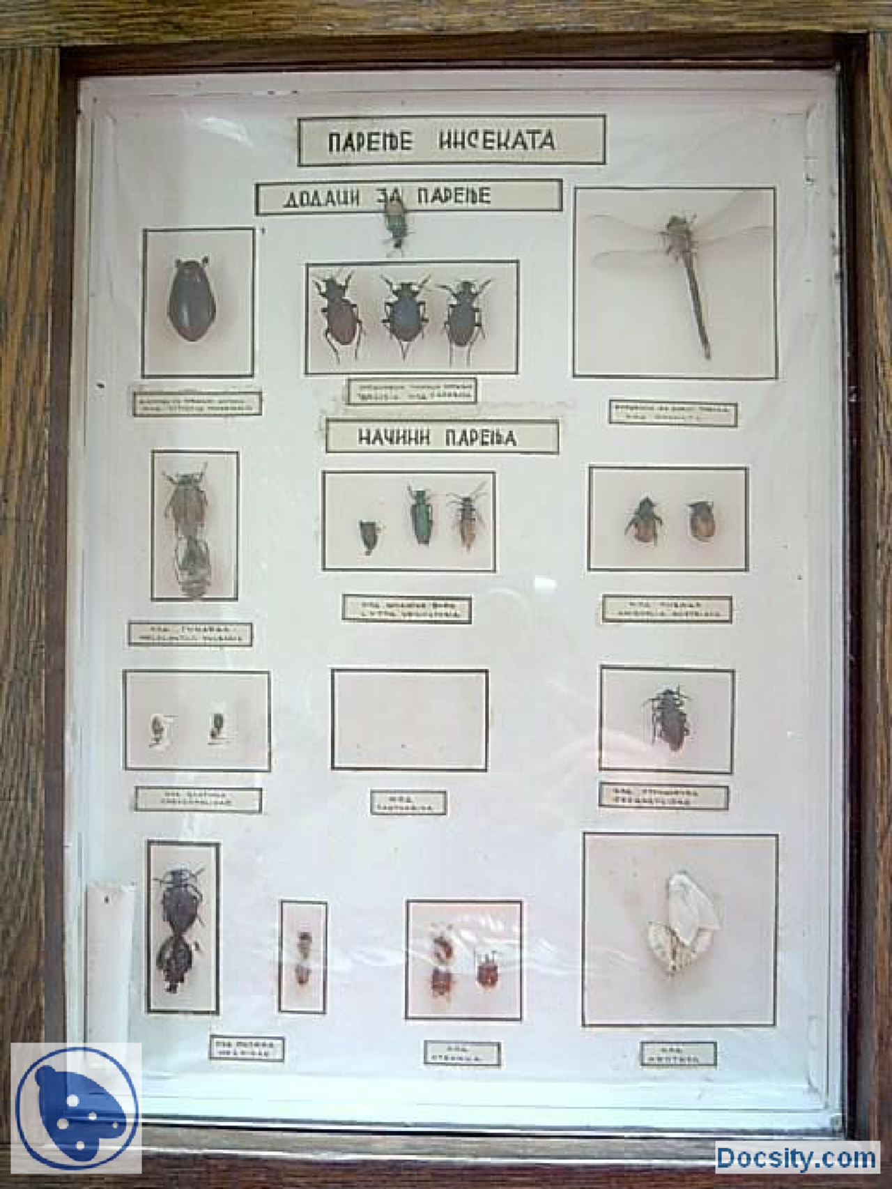 Parenje insekata i polaganje jaja- Vežbe- Entomologija- Šumarski ...