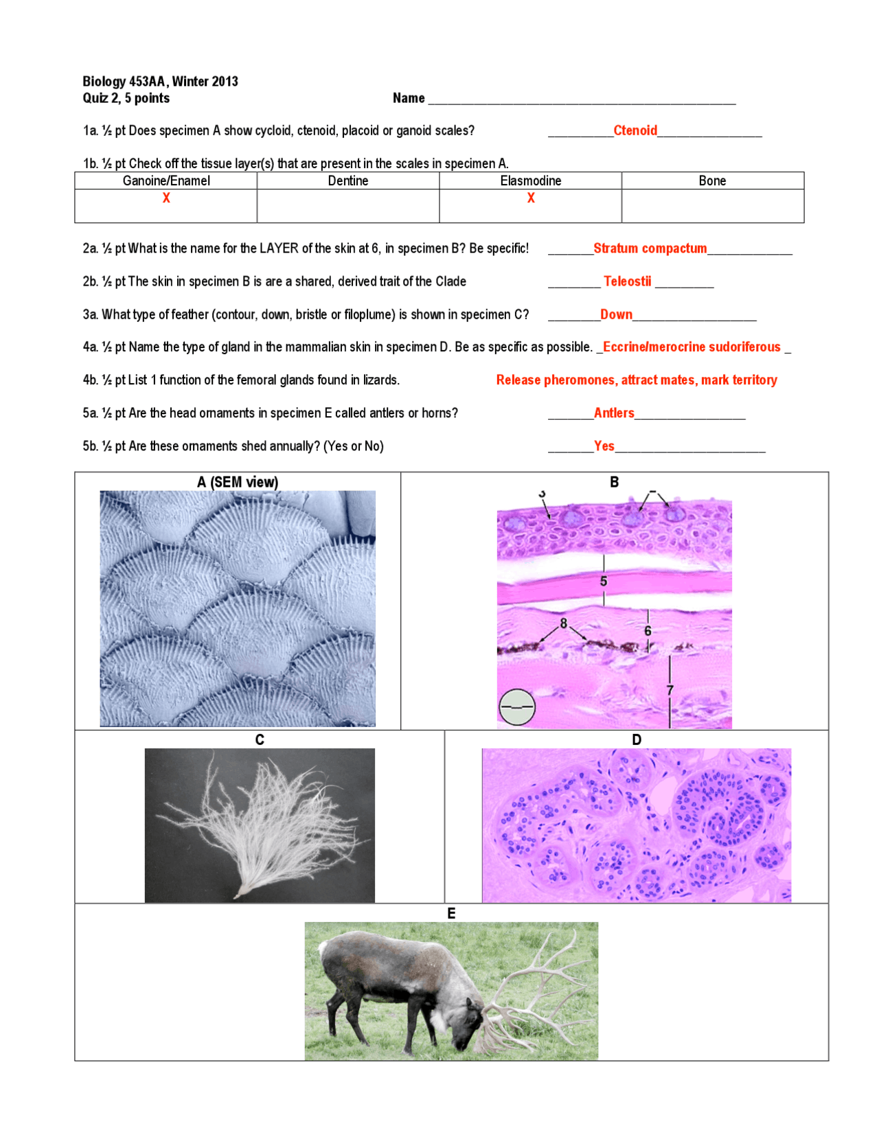 Teleostii Comparative Vertebrate Anatomy Quiz Docsity