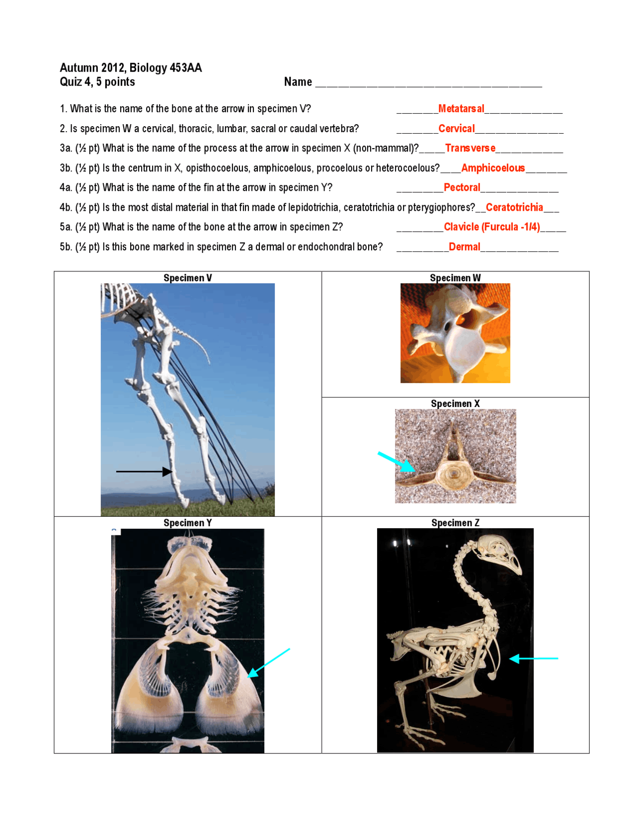 Amphicoelous Comparative Vertebrate Anatomy Quiz Exercises