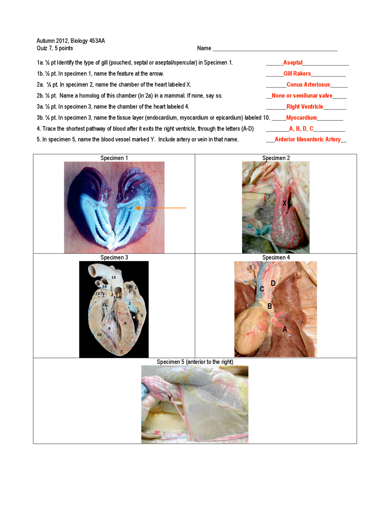 Gill Rakers Comparative Vertebrate Anatomy Quiz Docsity